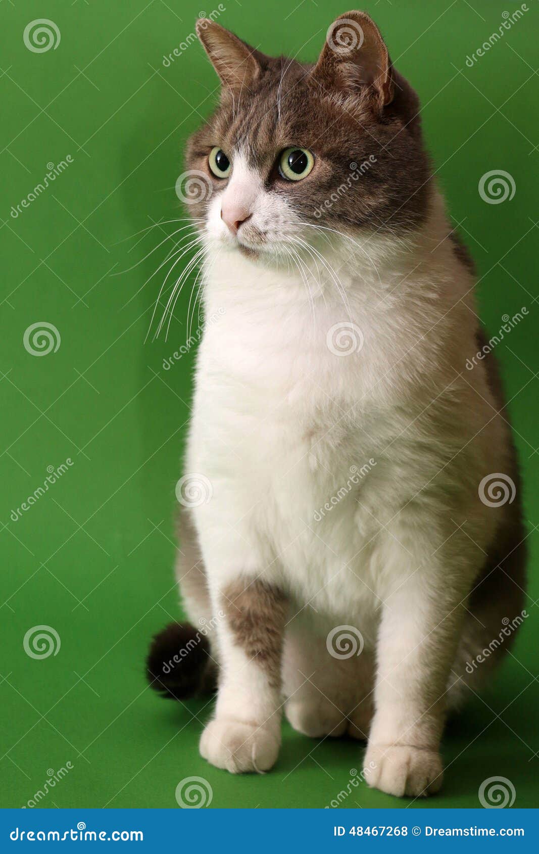 Pet Dangdang Stock Photos - Free & Royalty-Free Stock Photos from ...