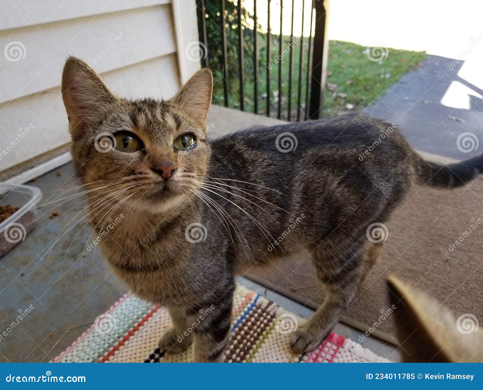 A Cat Named Salt stock image. Image of kitty, whiskers - 234011785