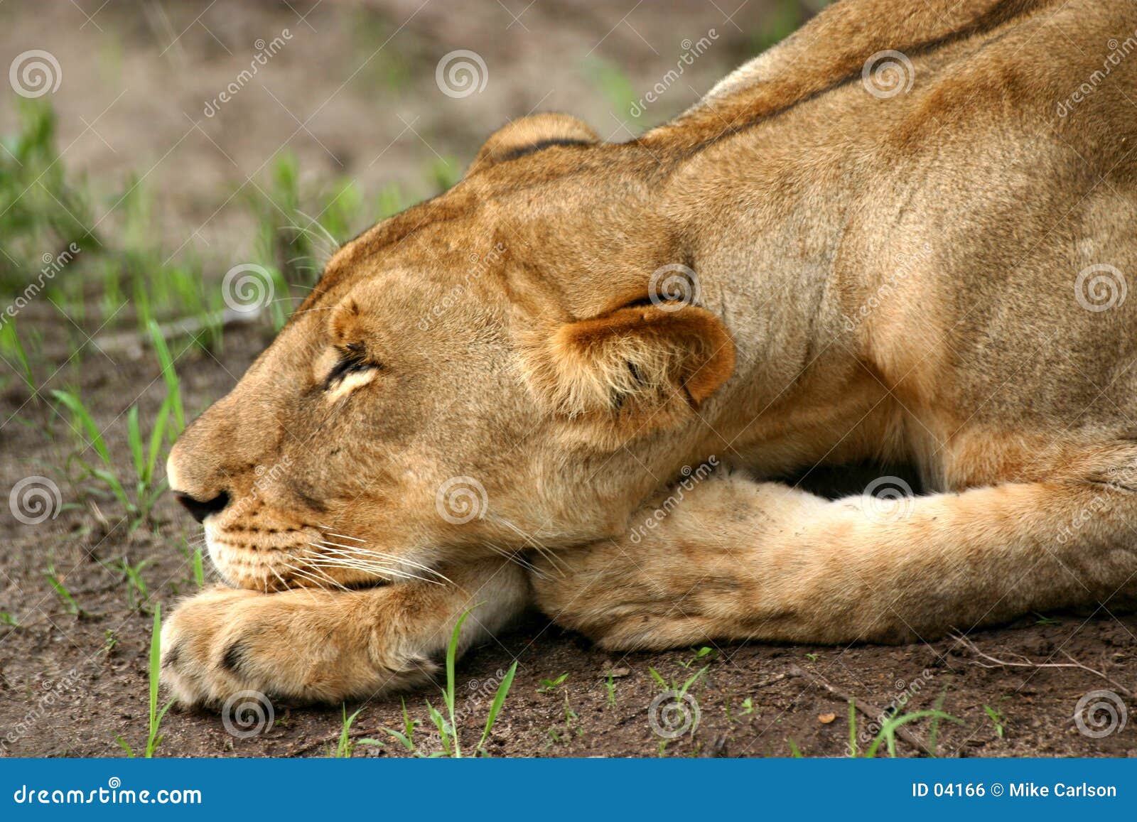 Cat Nap stock photo. Image of sleep, relax, lion, lioness - 4166