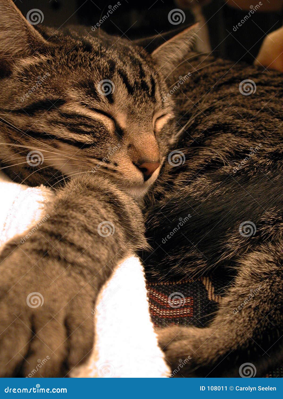 Cat Nap stock image. Image of asleep, furface, feline, sleeping - 108011