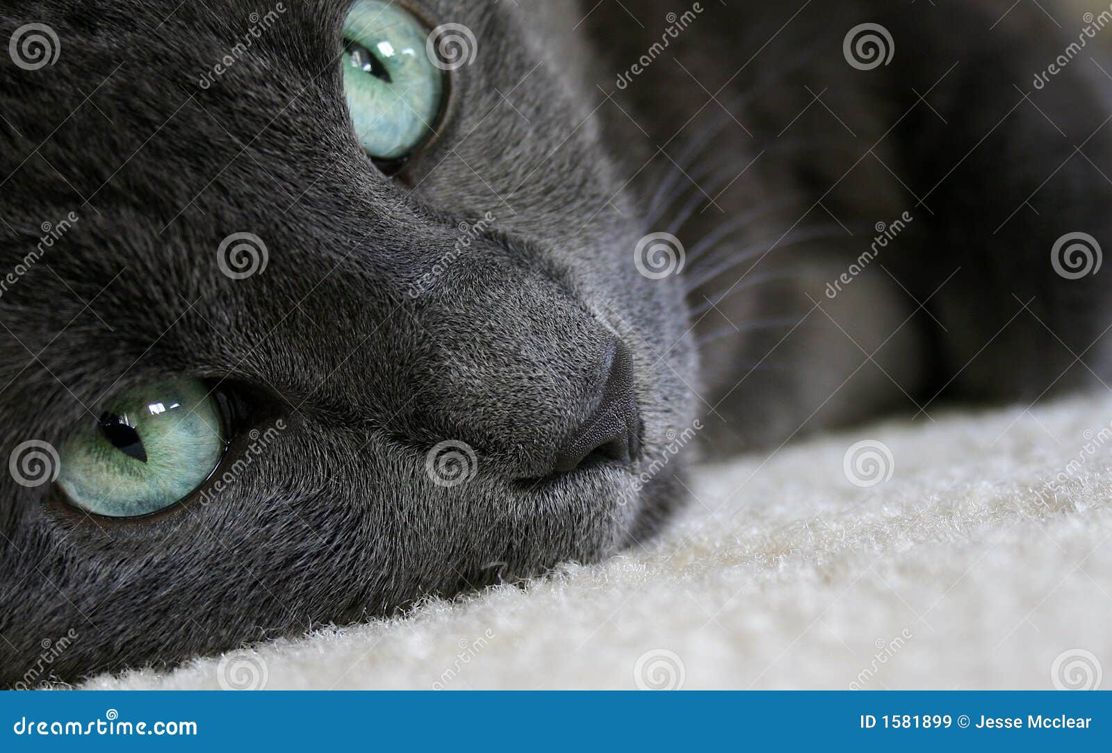 Cat Nap stock image. Image of whiskers, cats, feline, russian - 1581899