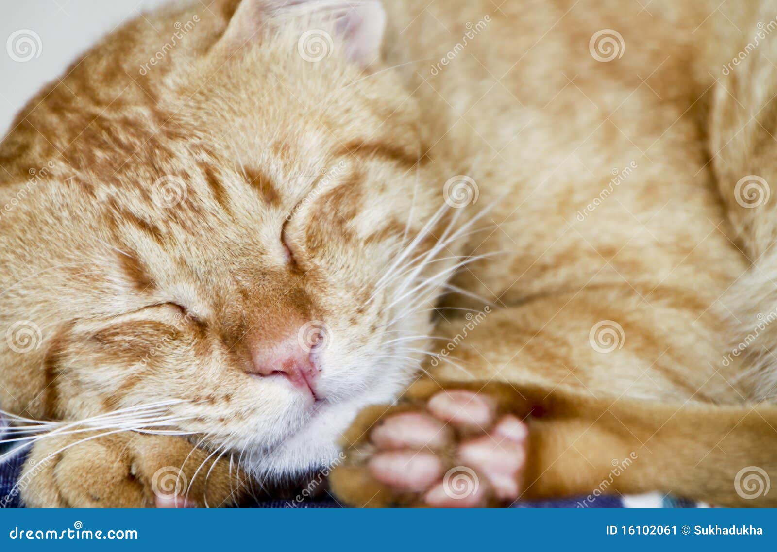 Cat Nap stock image. Image of relax, sleeping, lazy, animal - 16102061