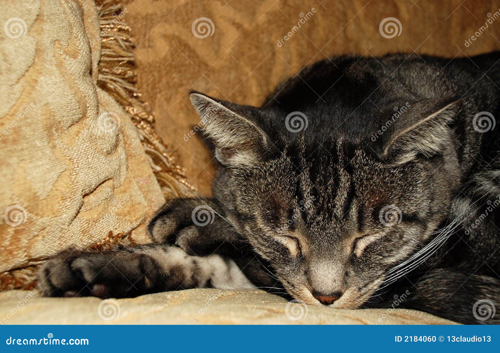 Cat Nap stock photo. Image of head, kitty, brown, dreaming - 2184060