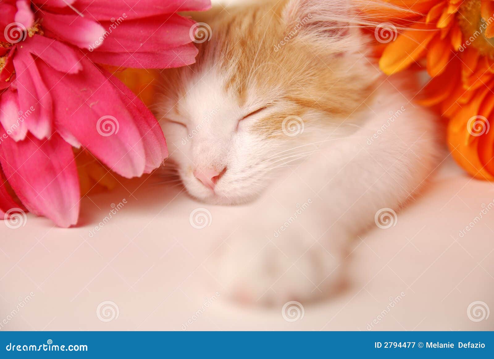 Cat Nap stock image. Image of pink, relax, sleeping, purr - 2794477