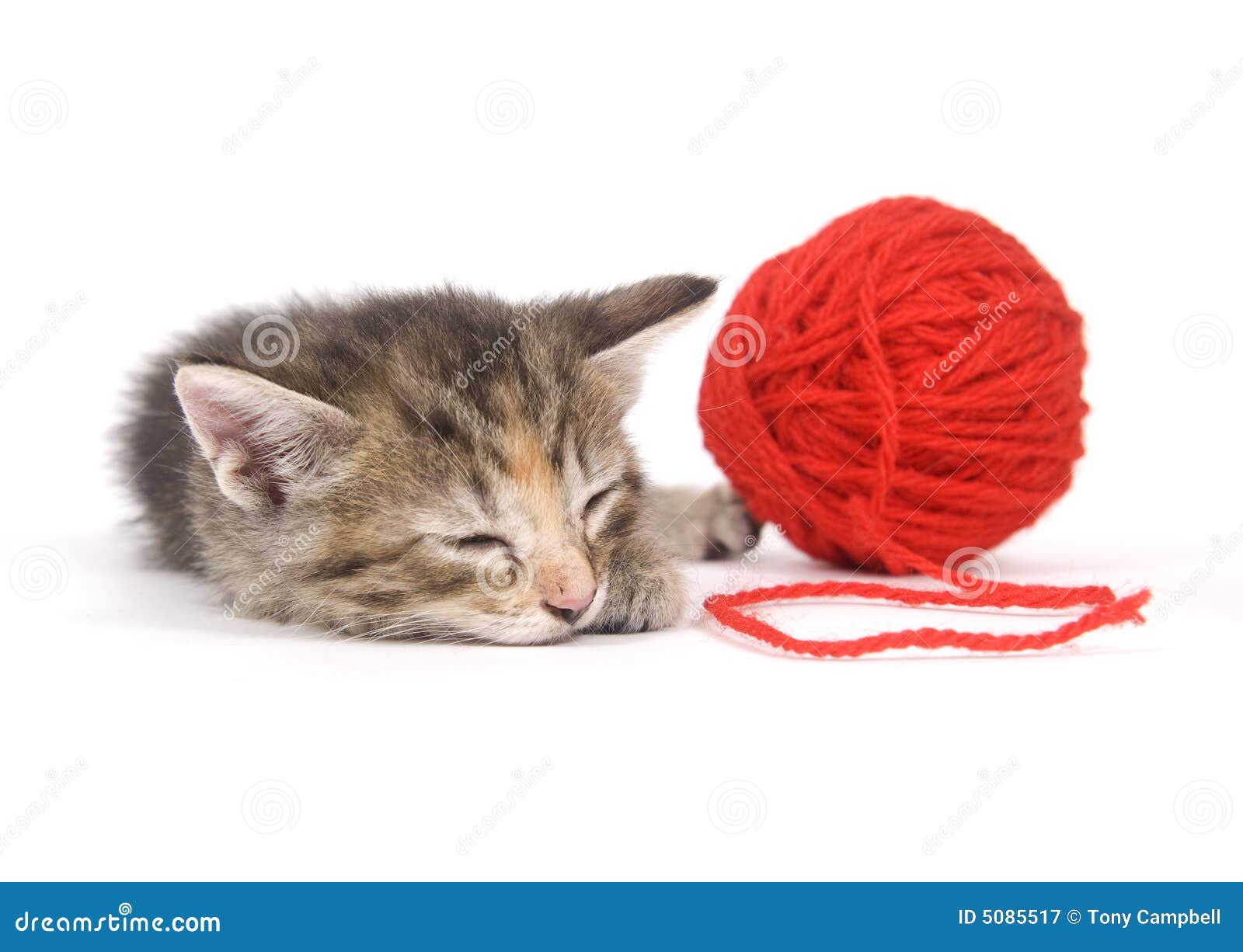 Cat nap stock image. Image of rest, animal, yarn, friend - 5085517