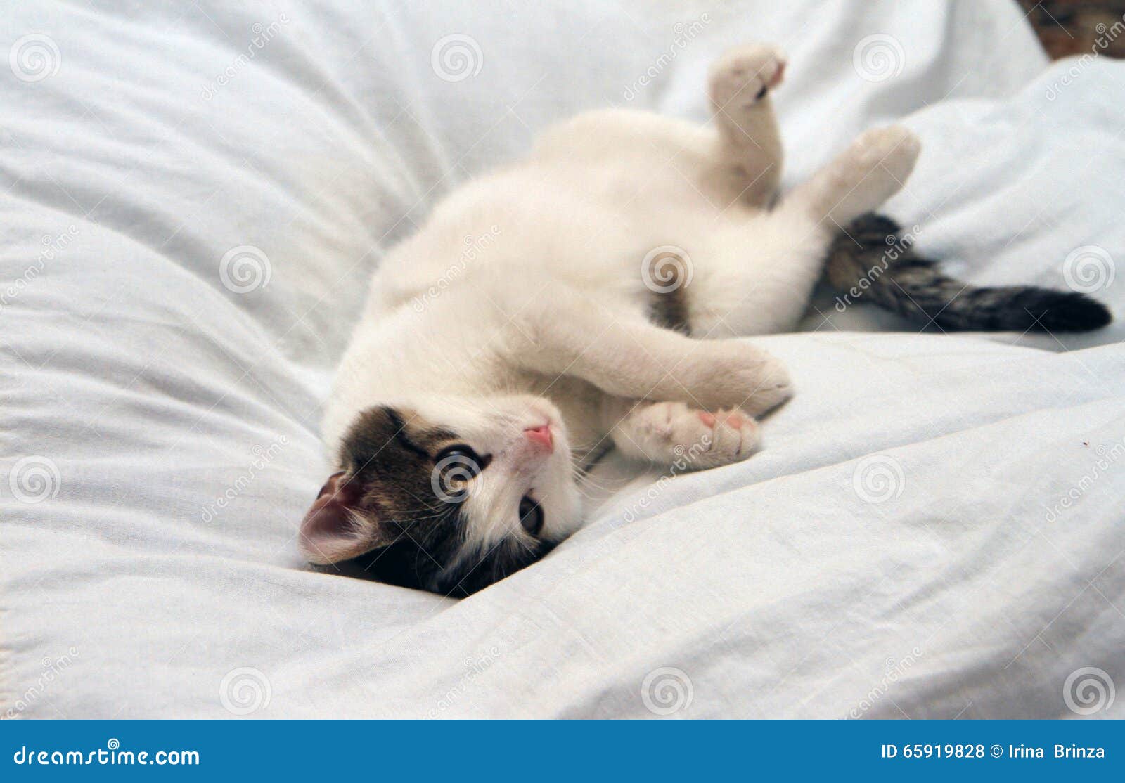 Cat Nap stockfoto. Bild von schlaf, relax, miauen, haustier - 65919828