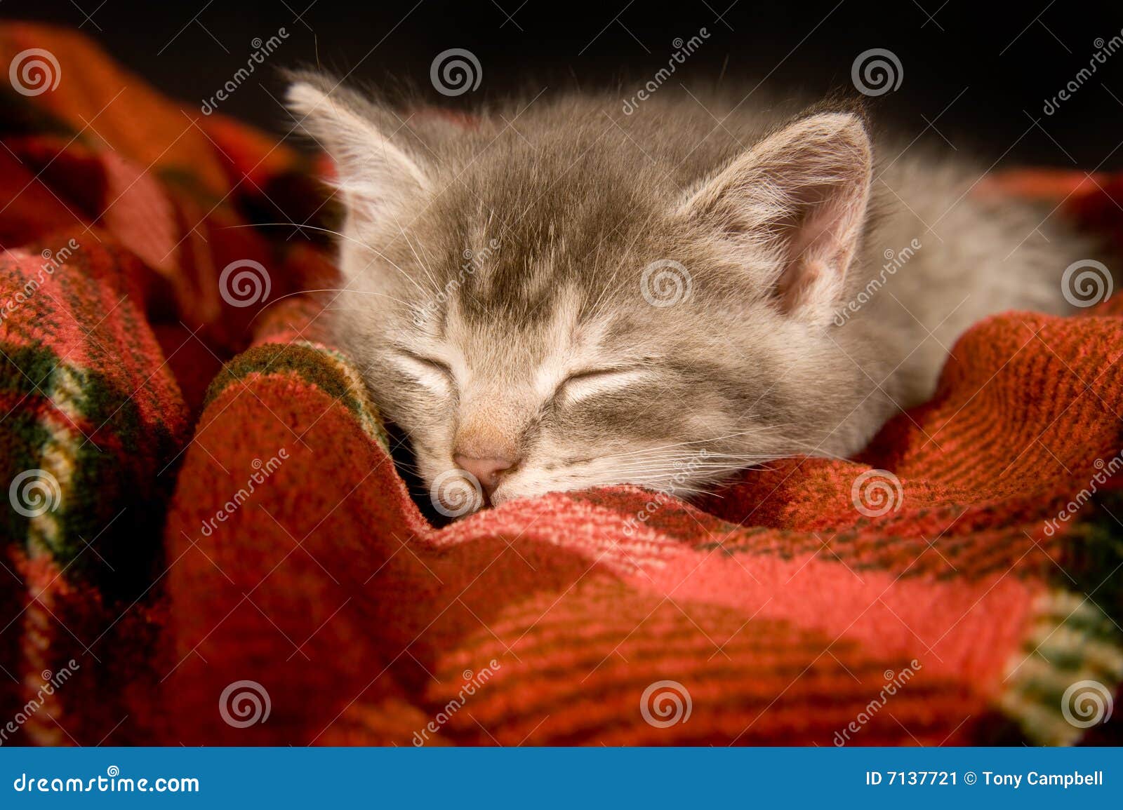 Cat Nap stock image. Image of adorable, black, rest, relaxation - 7137721