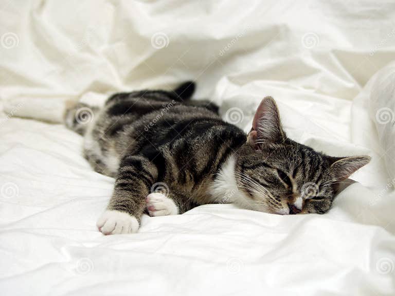 Cat Nap stock photo. Image of lazy, eyes, friendly, shorthair - 943400