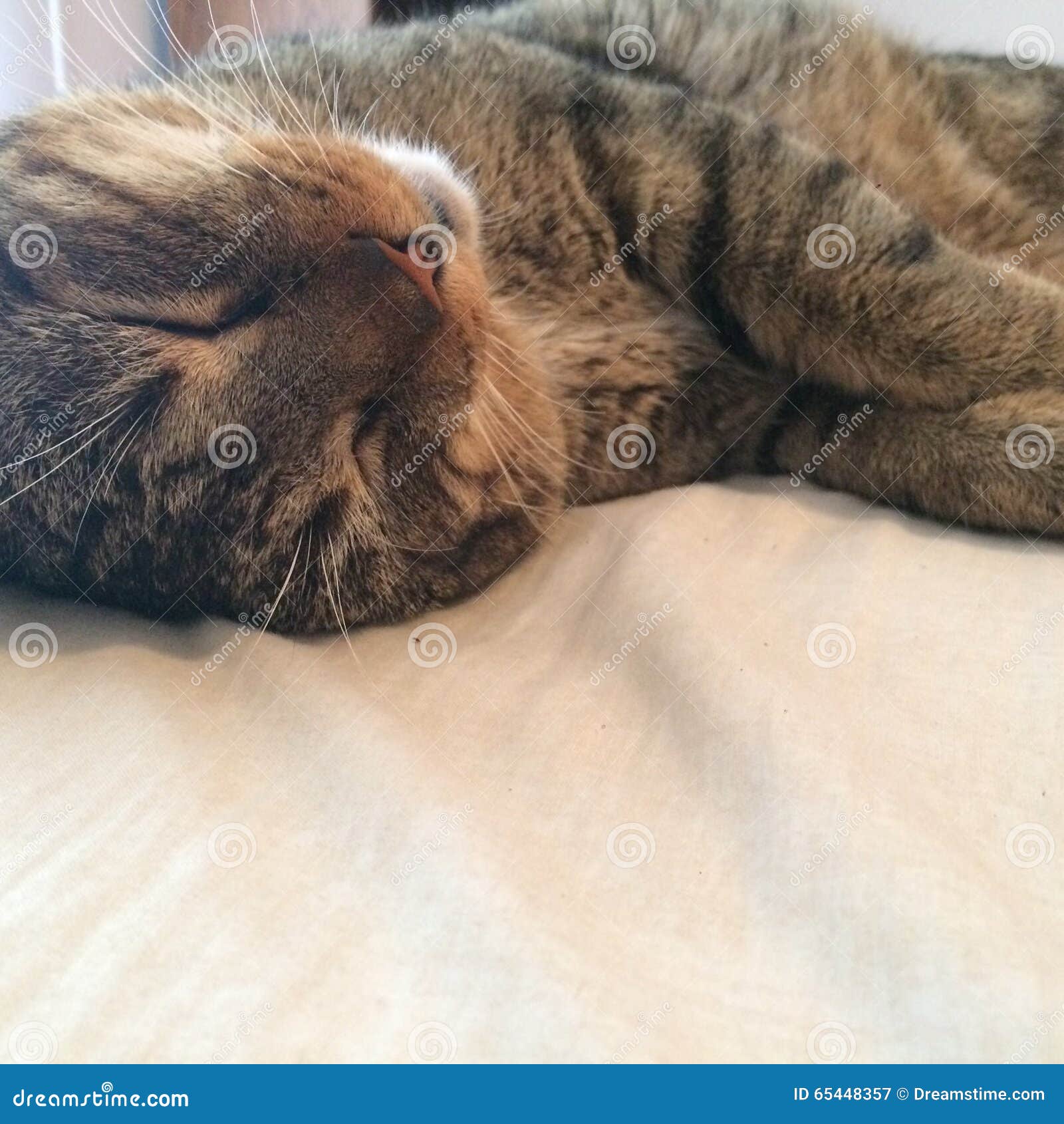 Cat Nap stock image. Image of kitty, close, sleeping - 65448357