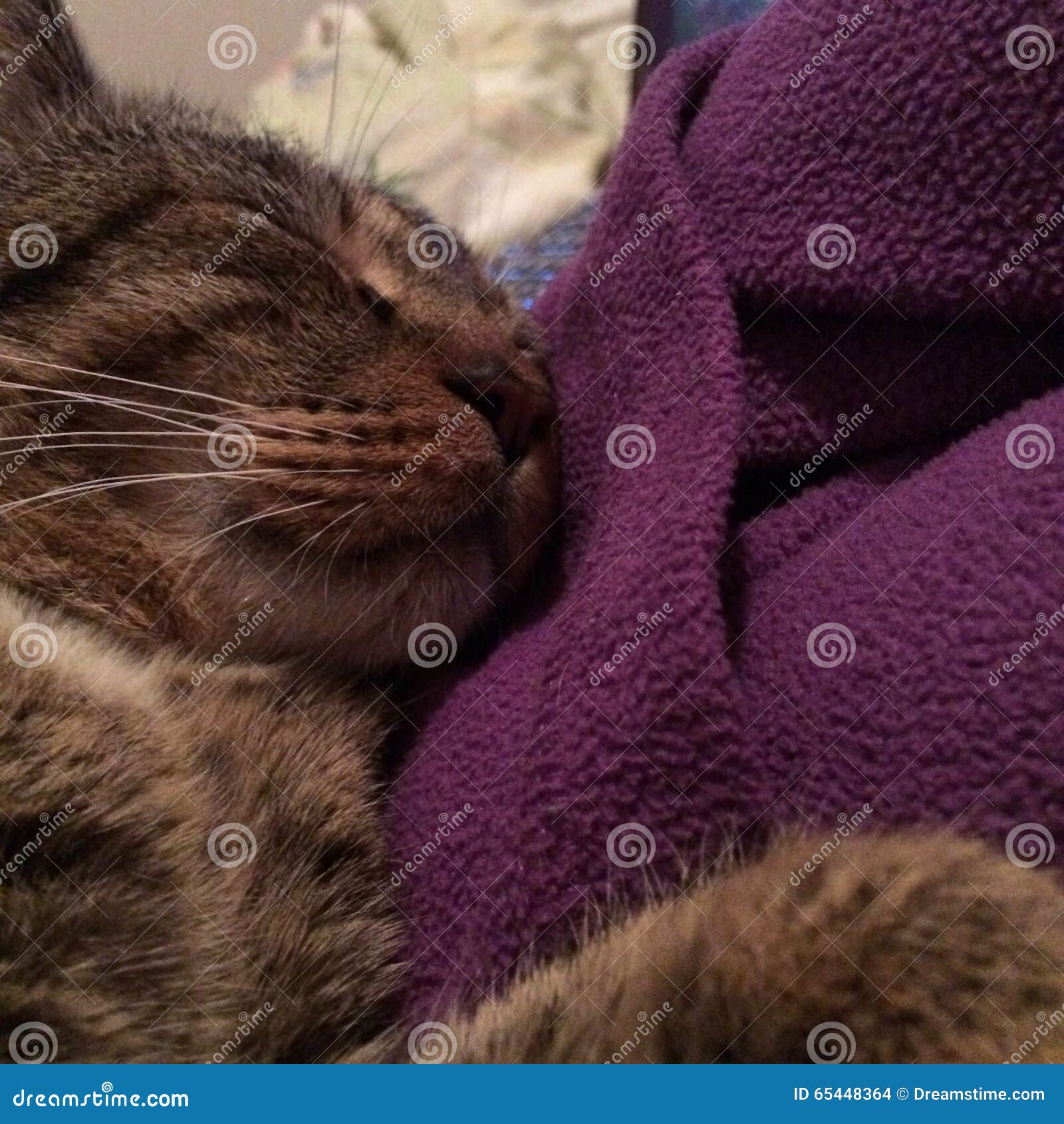 Cat Nap stock photo. Image of close, kitty, sleeping - 65448364