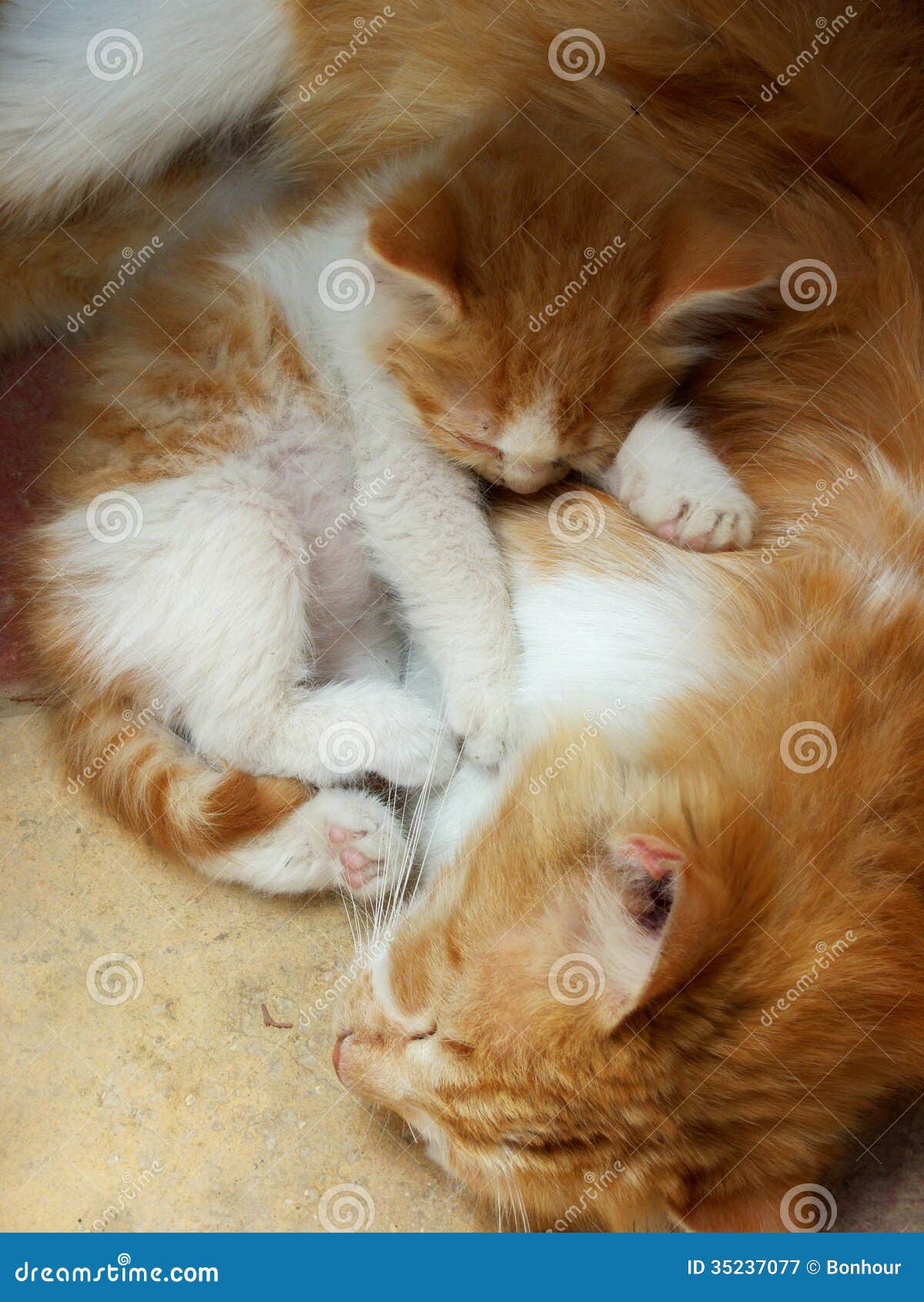 Cat nap stock image. Image of dreaming, sleep, young - 35237077