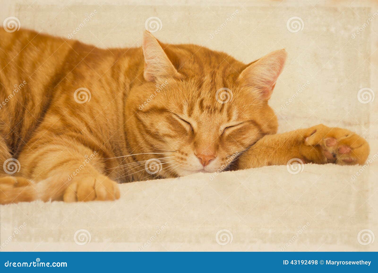 Cat Nap stock photo. Image of affectionate, curiosity - 43192498