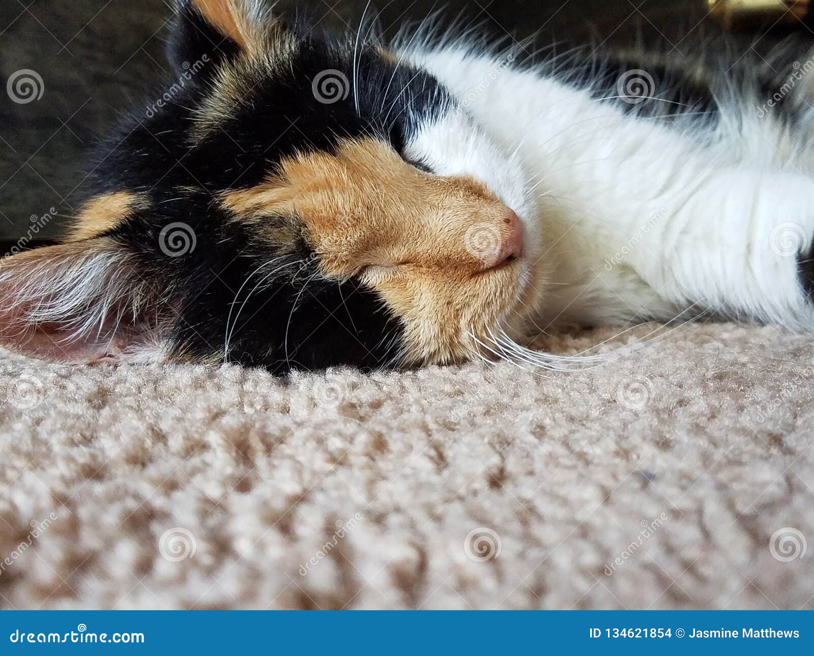 Cat Nap Kitty Sleeping Final No Tapete Foto de Stock - Imagem de ...
