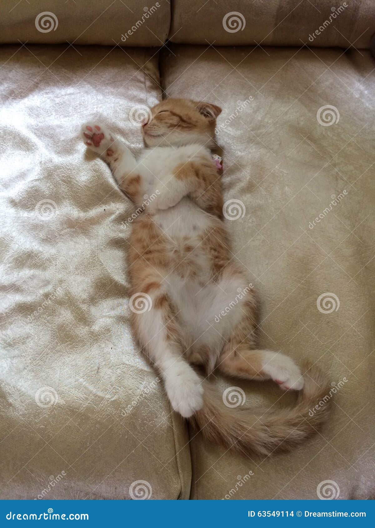 Cat nap stock photo. Image of kitty, sofa, lazy, sleep - 63549114
