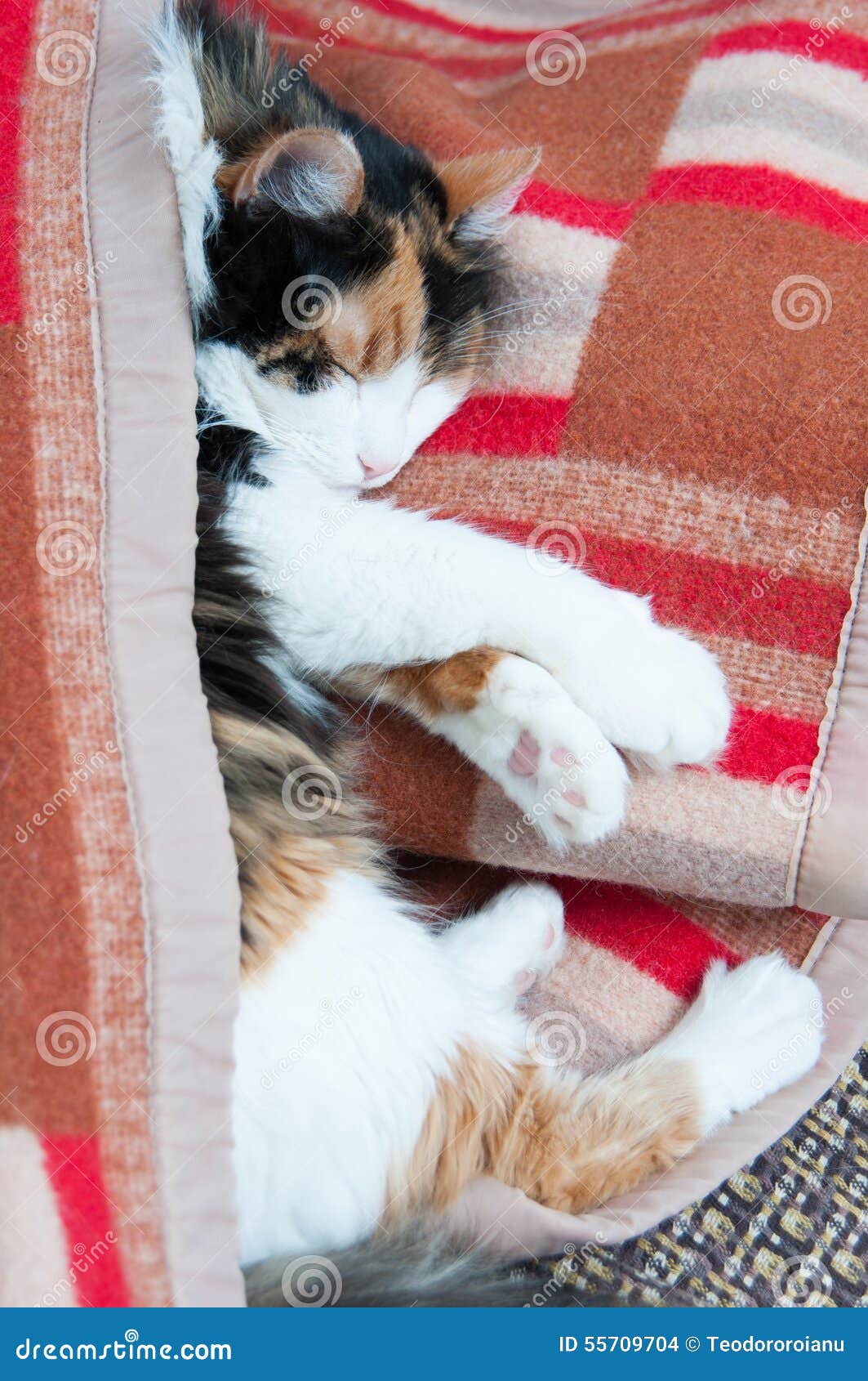 Cat nap stock photo. Image of fluffiness, cutey, furry - 55709704