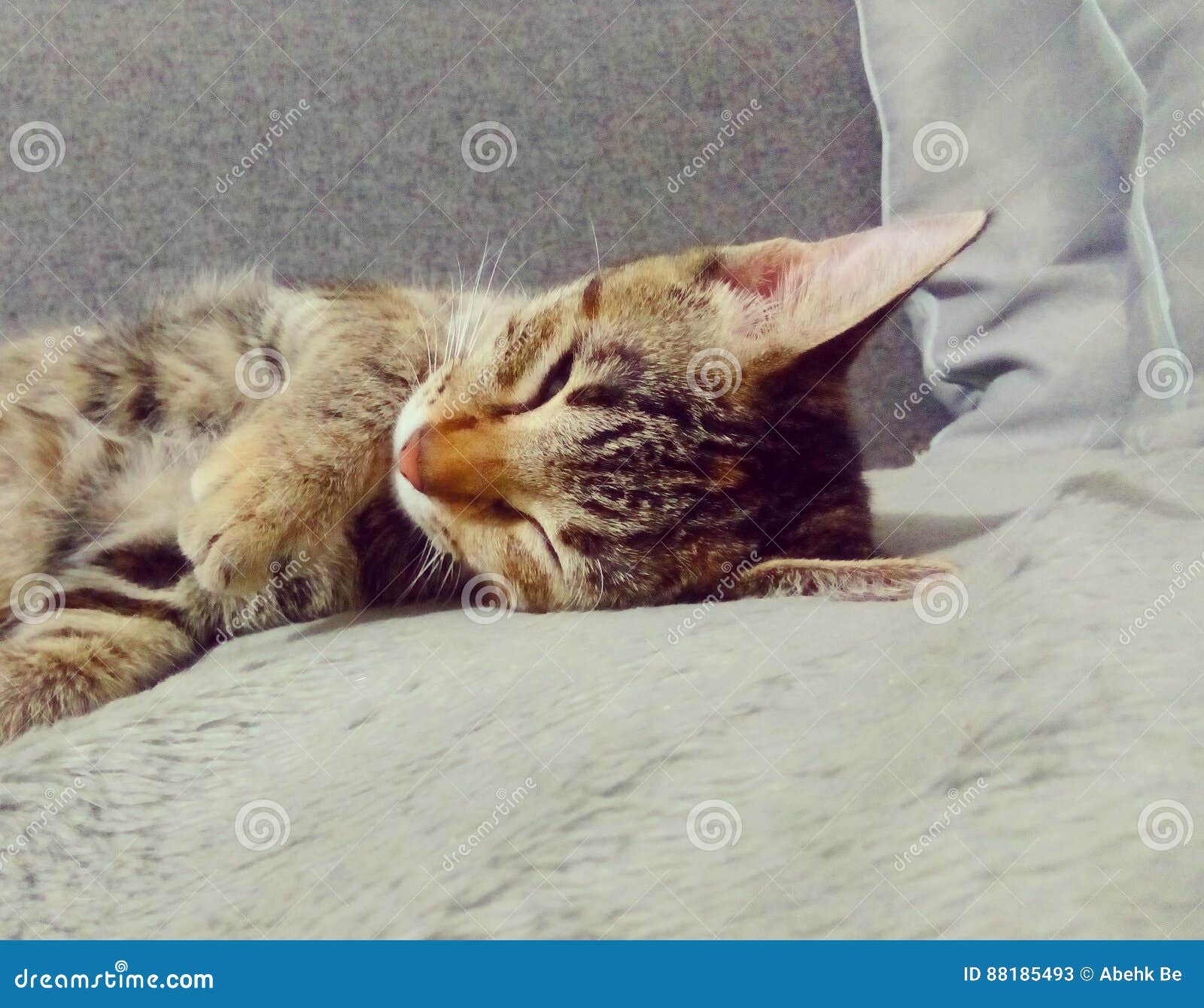 Cat Nap stock image. Image of naps, good, idea - 88185493
