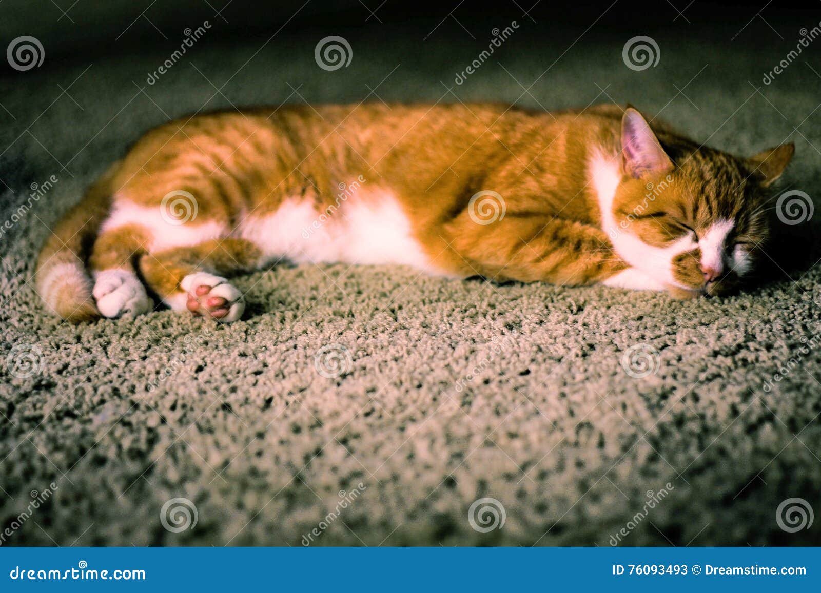 Cat Nap stock image. Image of animals, kitten, cats, furry - 76093493
