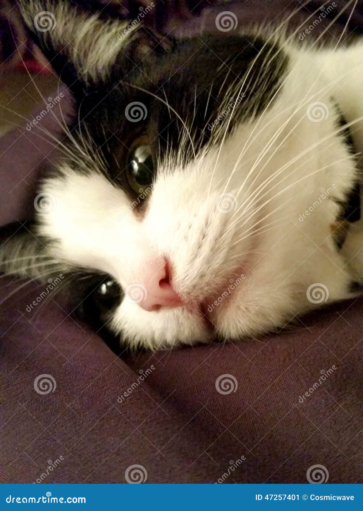 Cat Nap stock image. Image of sleepy, home, feline, kitten - 47257401