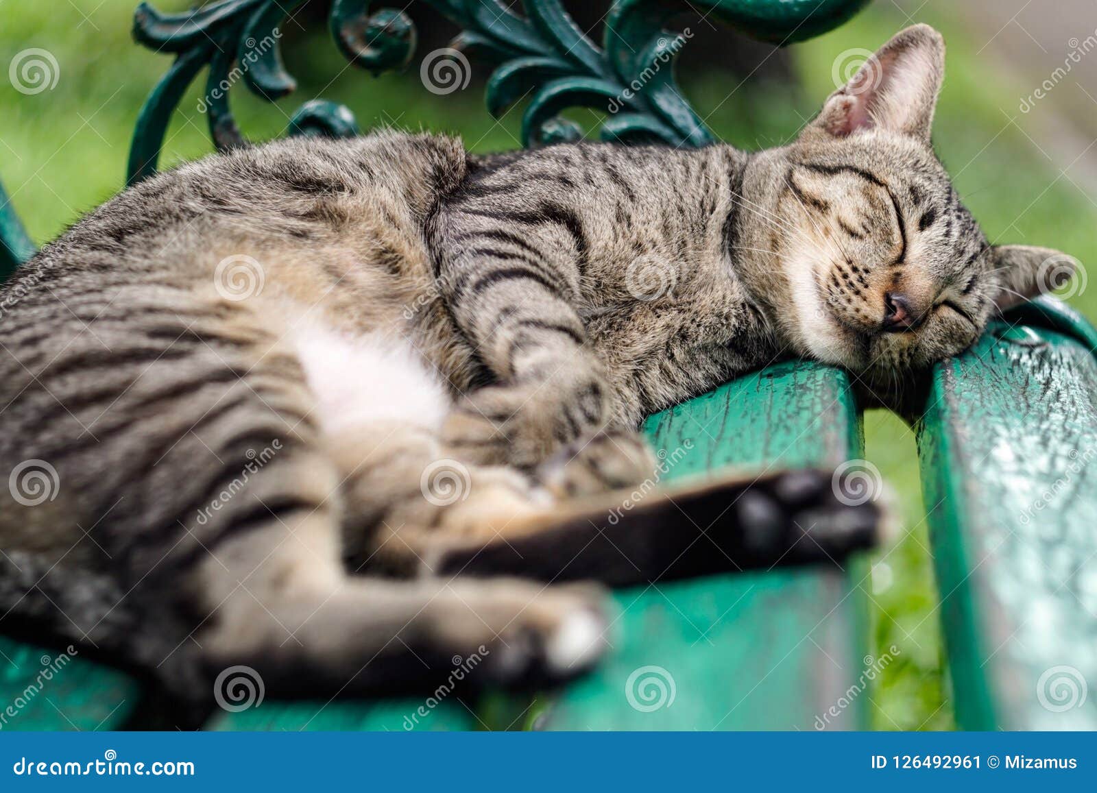 Cat nap stock image. Image of bench, sleeping, rustic - 126492961