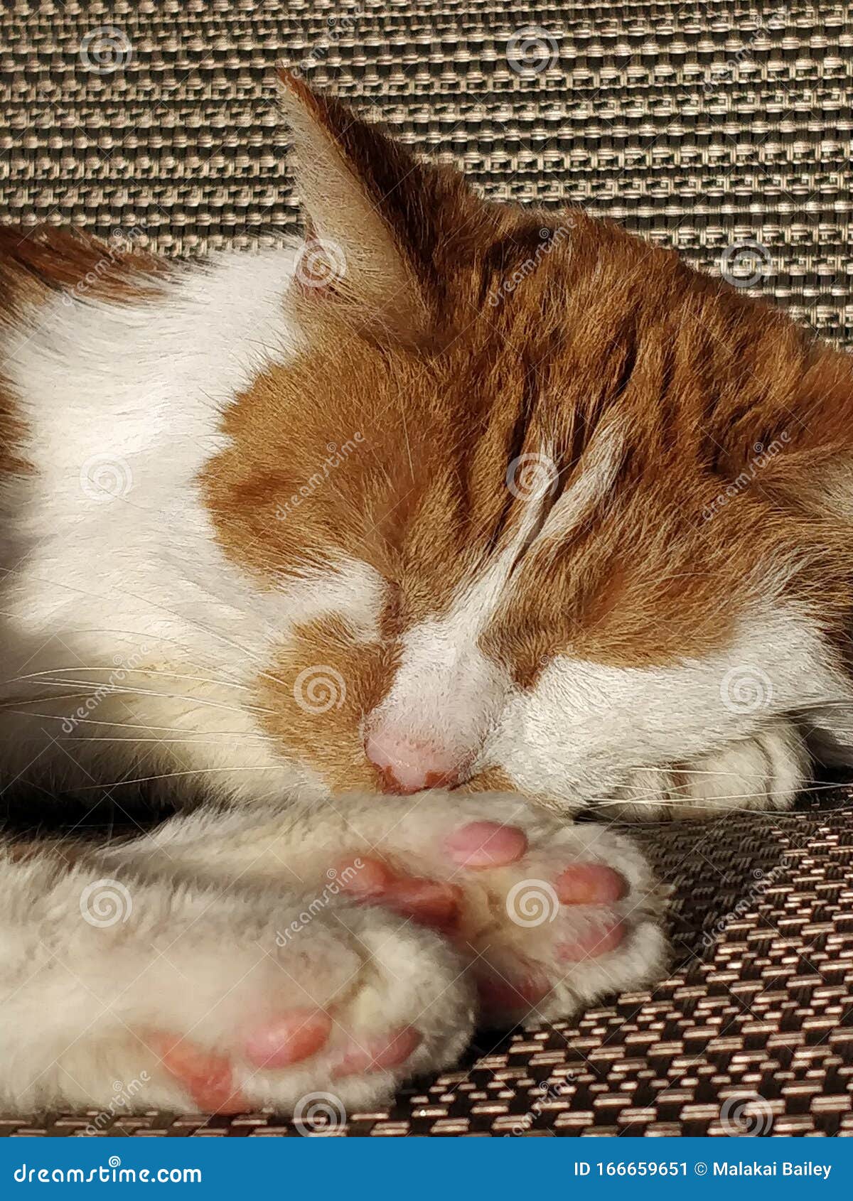 Cat nap in the sun stock image. Image of cosy, beautiful - 166659651