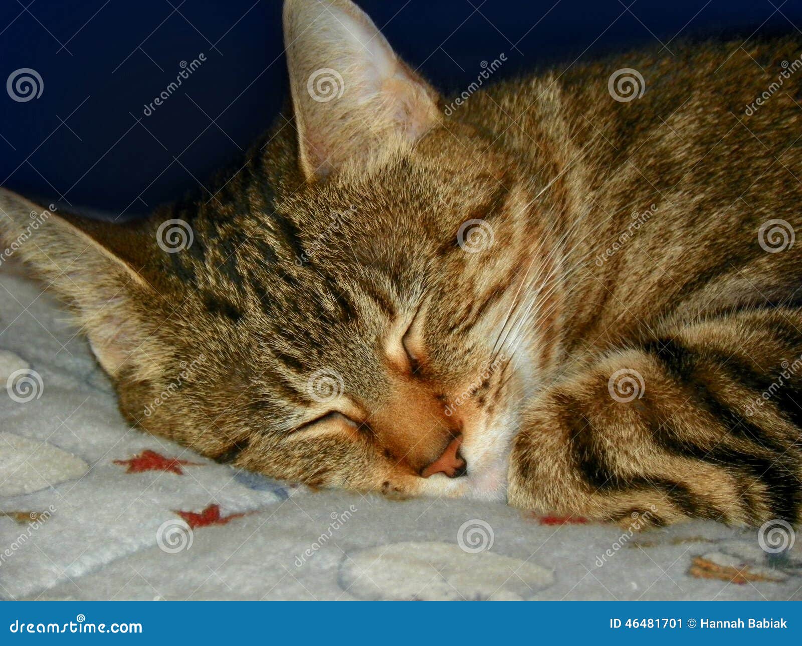 Cat Nap stock image. Image of soft, napping, taking, hariy - 46481701