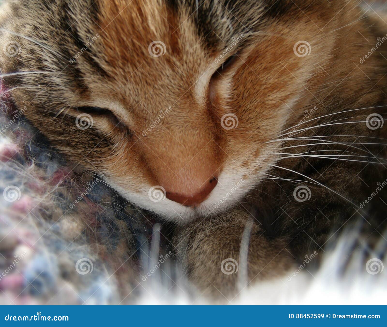 Cat Nap stock image. Image of sleep, nose, taking, kitten - 88452599