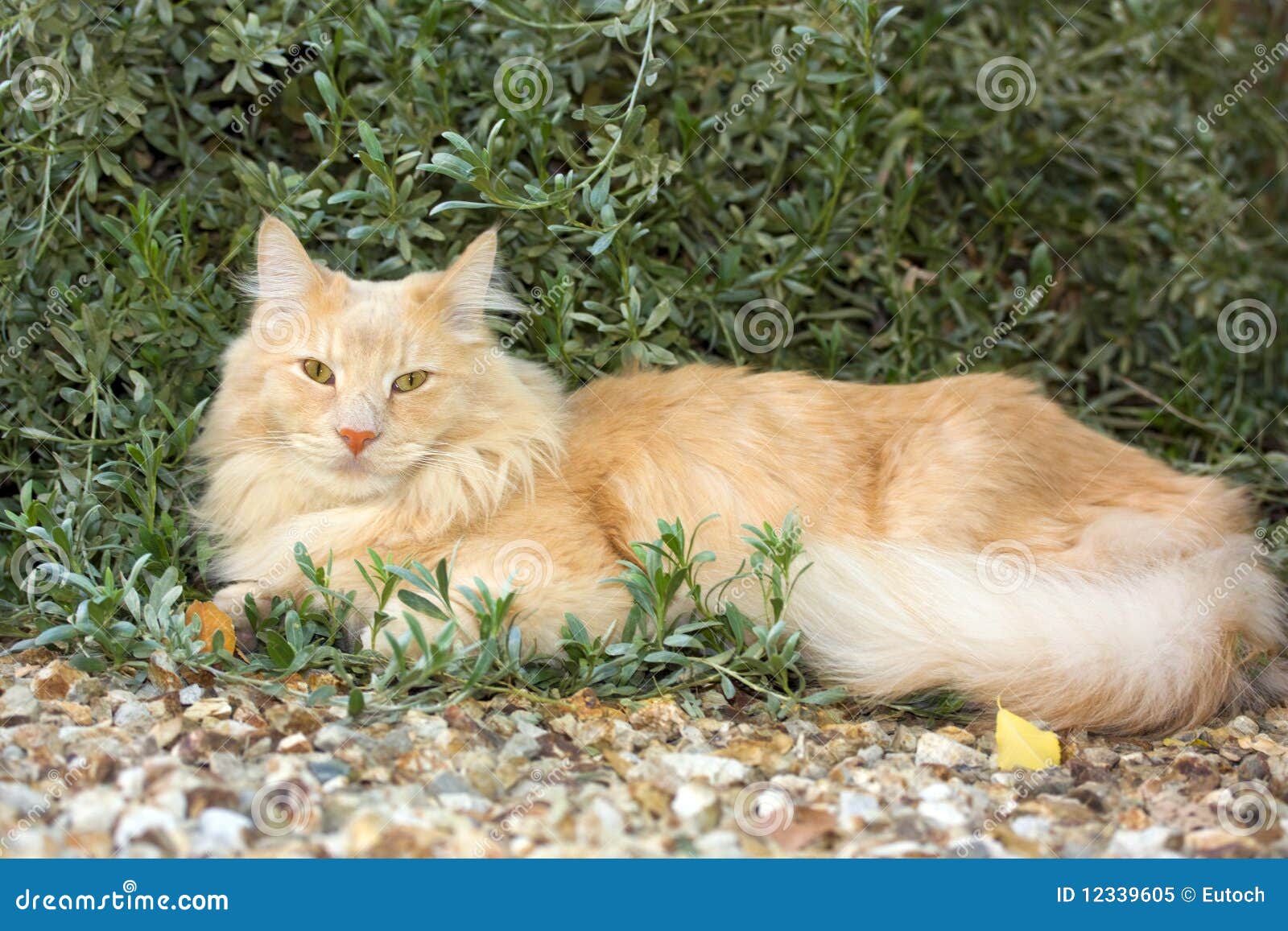 Cat Nap Time stock image. Image of green, cozy, nose - 12339605
