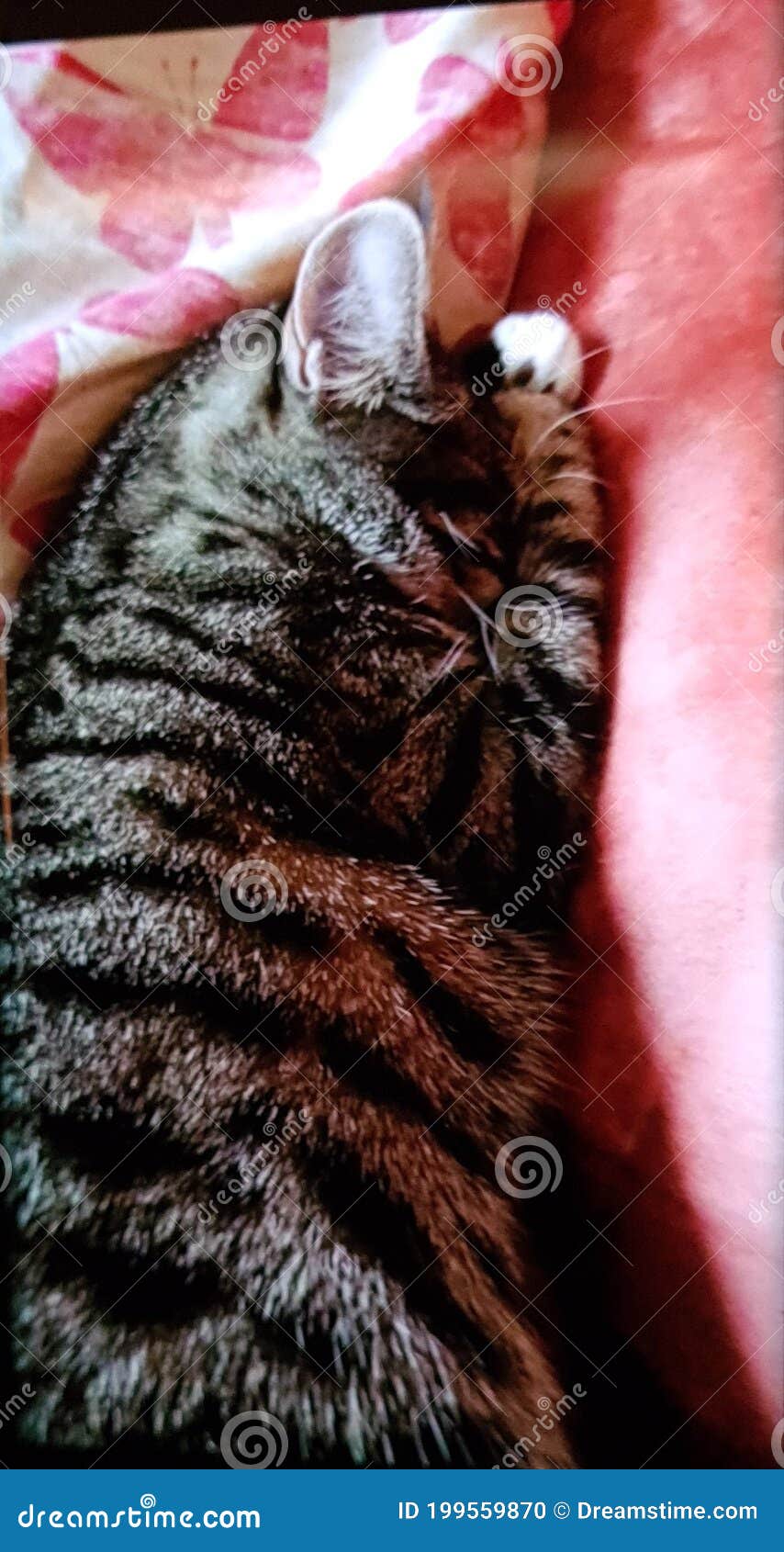 Cat nap tired girl stock photo. Image of girl, animal - 199559870