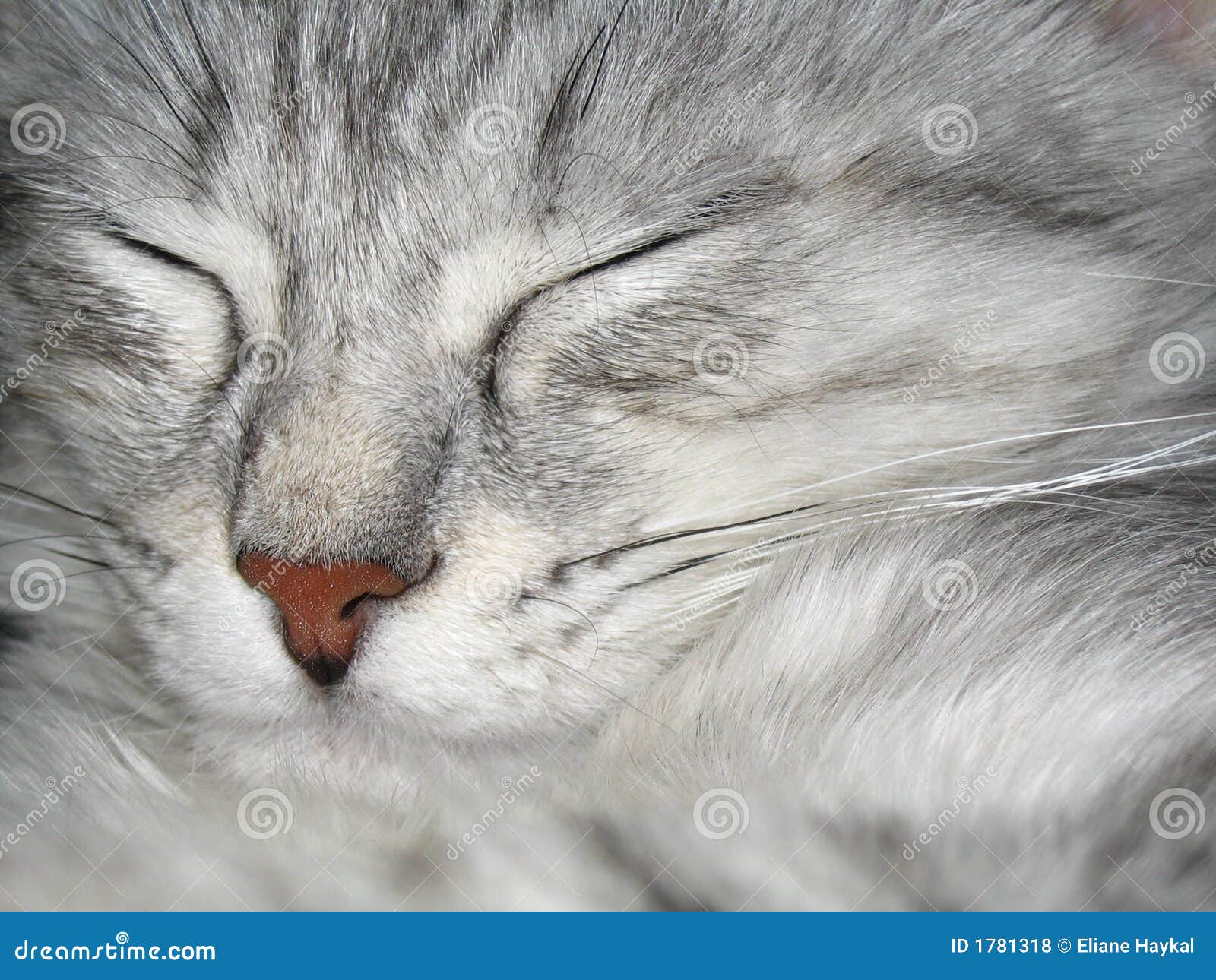 Cat Napping stock photo. Image of domestic, fluffy, rest - 1781318
