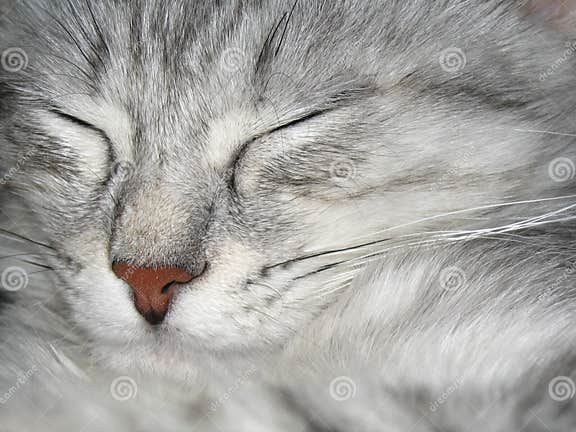 Cat Napping stock photo. Image of domestic, fluffy, rest - 1781318