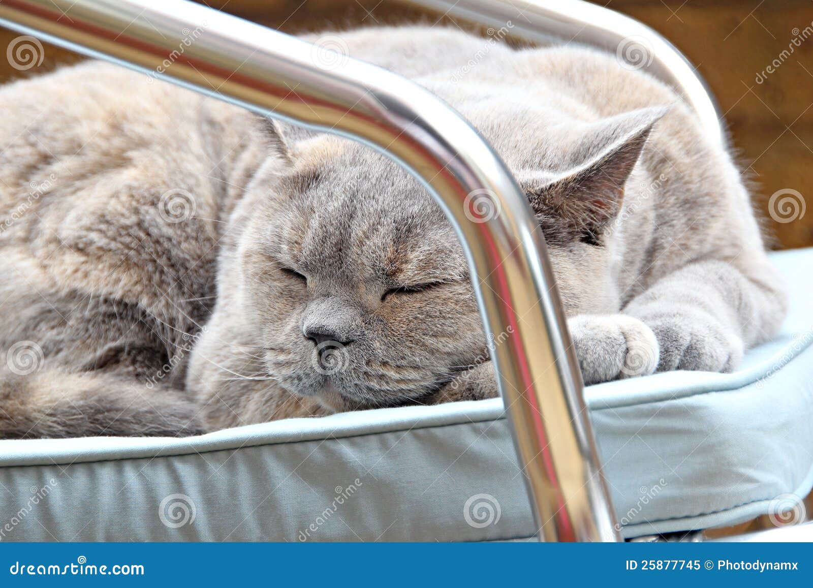 Cat napping stock image. Image of garden, british, shorthair - 25877745