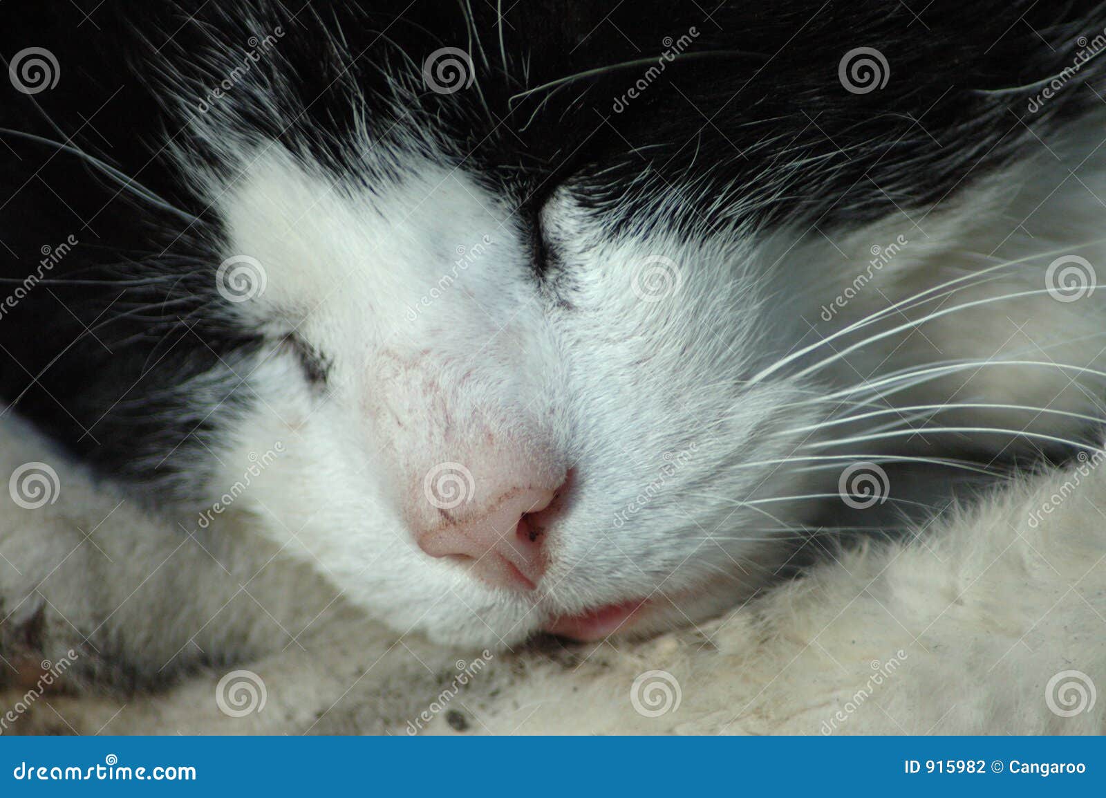 Cat napping stock photo. Image of sleeping, face, colors - 915982