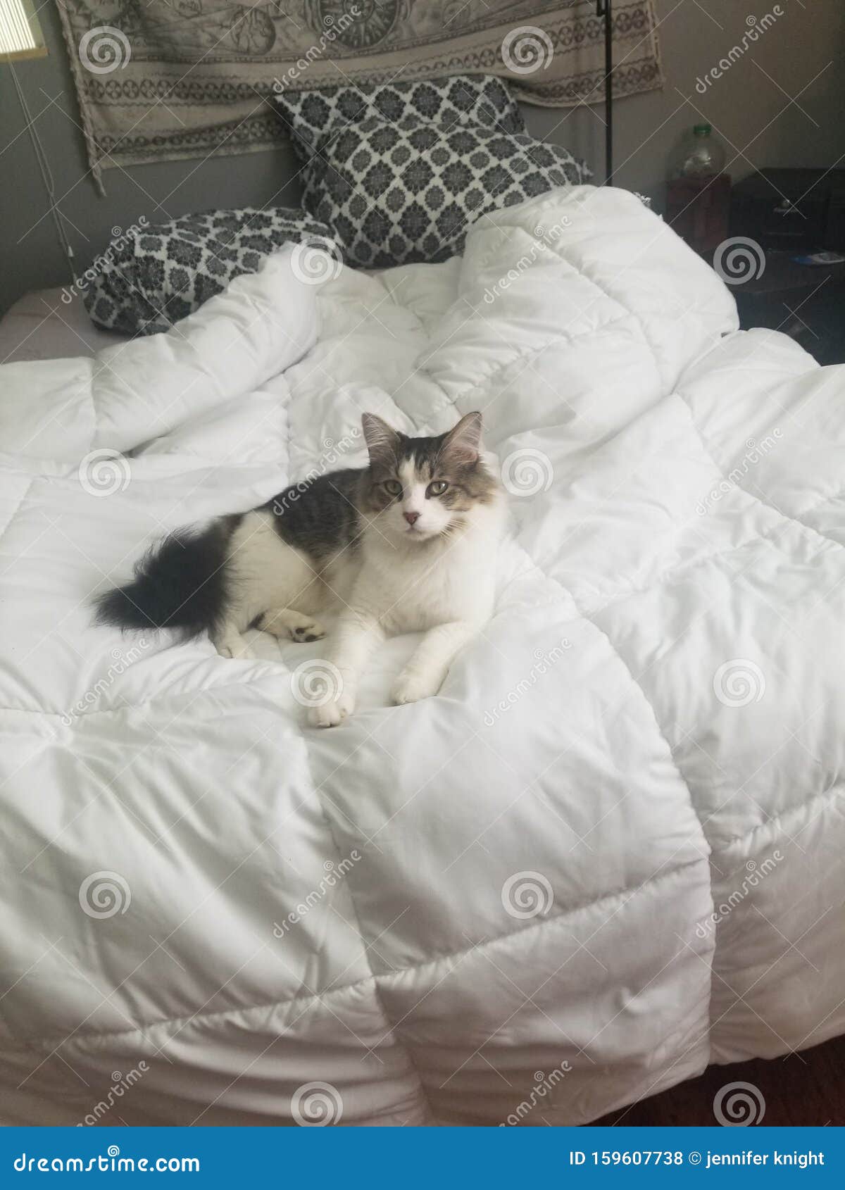 Cat napping on bed stock photo. Image of napping, warm - 159607738