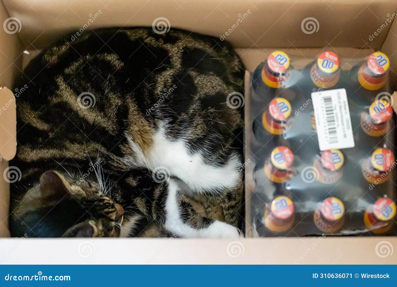 Cat Napping in a Box Near Bottles. Editorial Photo - Image of cute ...