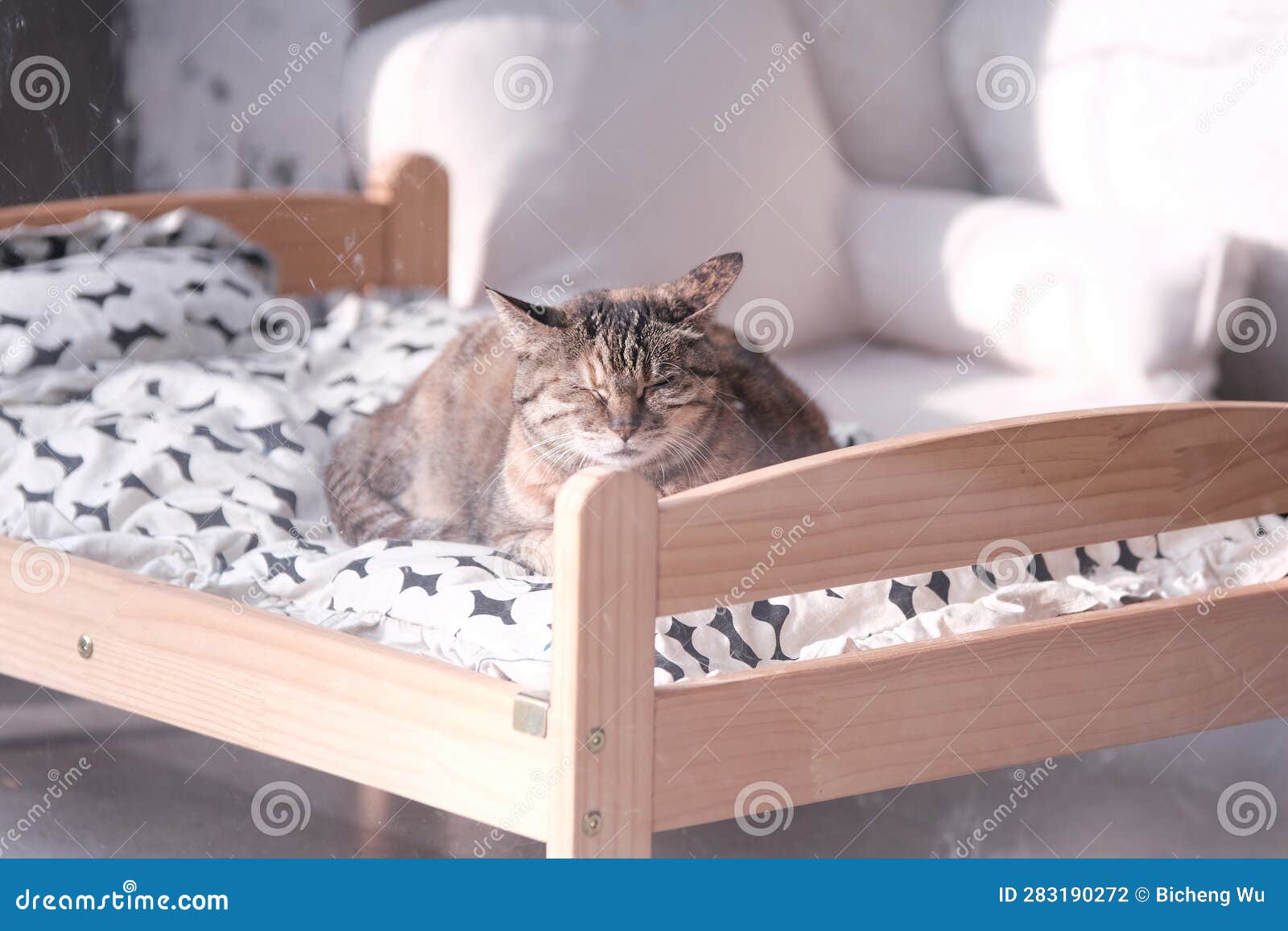 A cat napping in a café stock photo. Image of flooring - 283190272