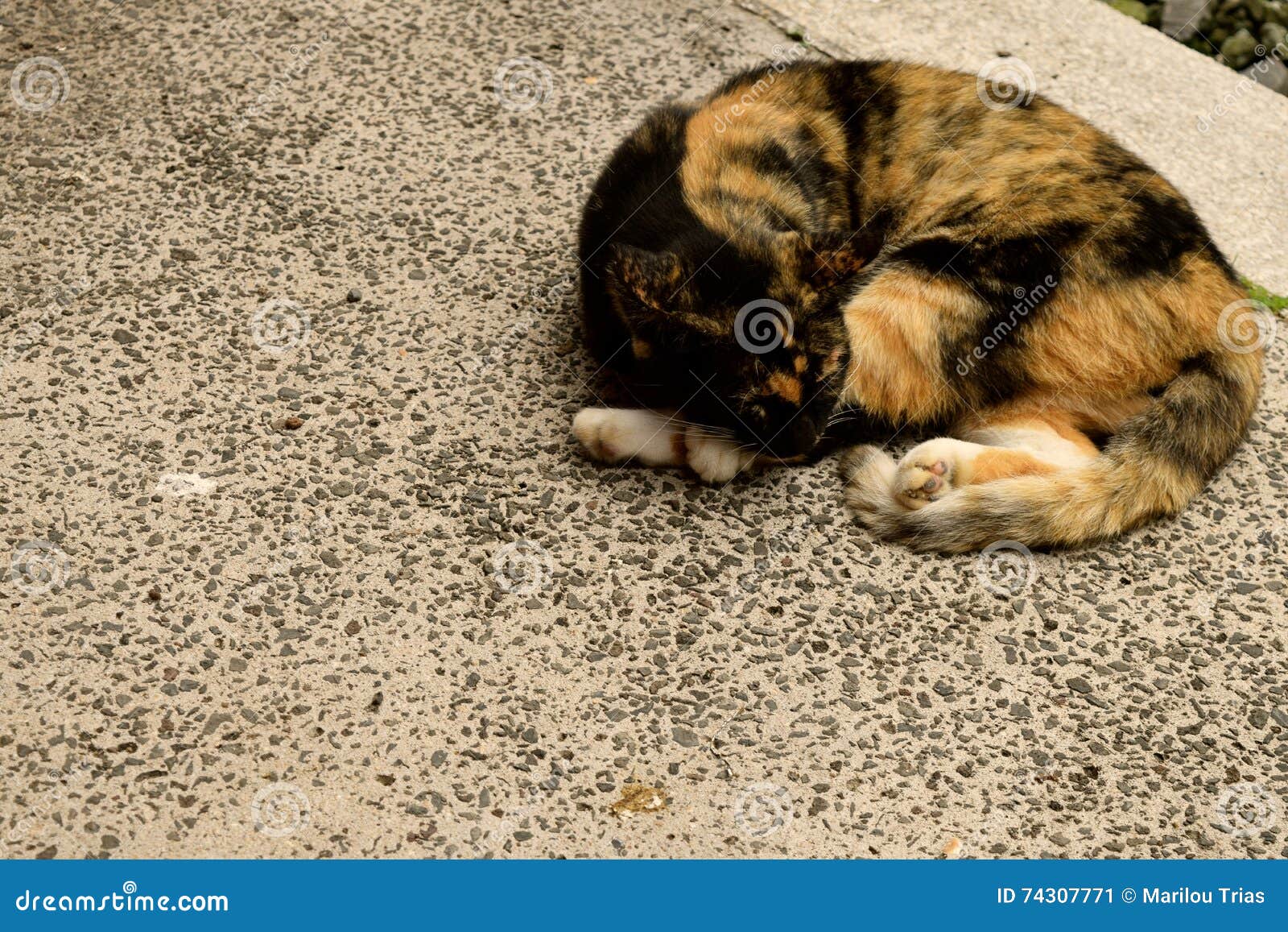 Cat napping stock image. Image of napping, purr, tail - 74307771