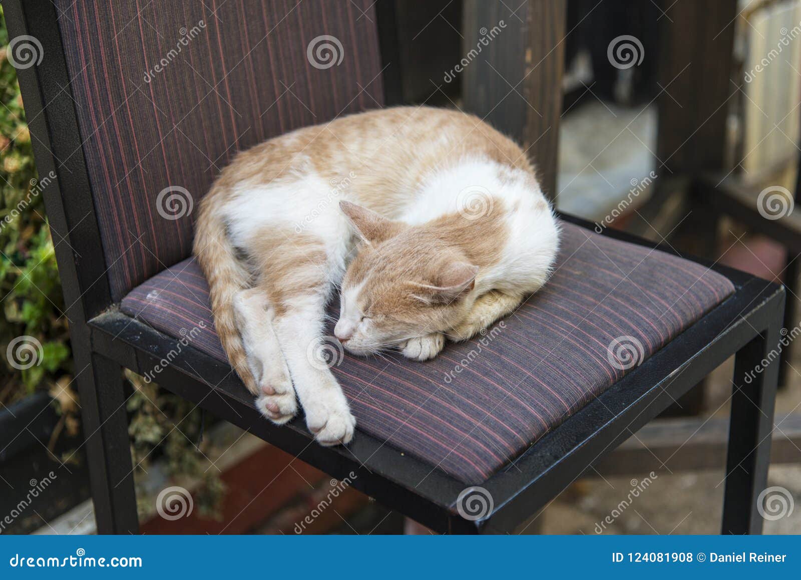 Cat napping stock photo. Image of lying, kitten, cute - 124081908