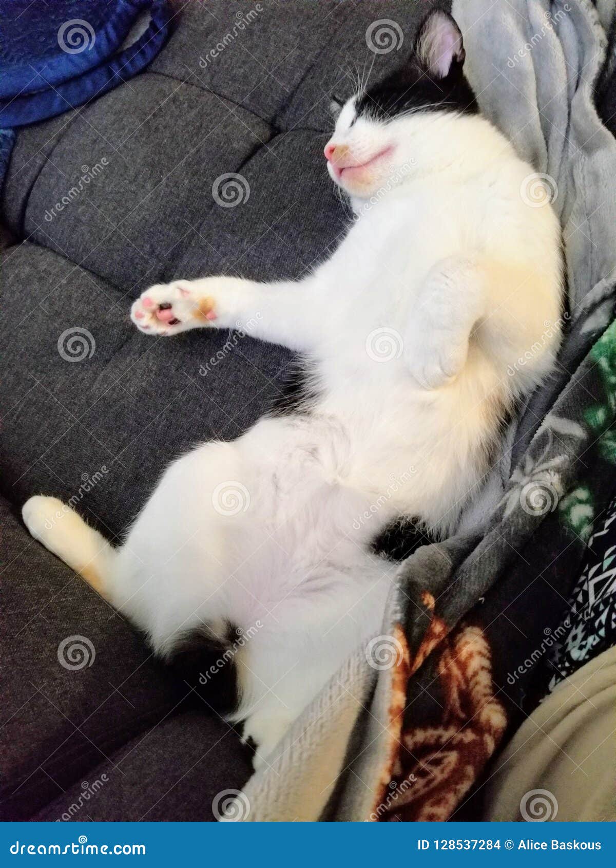 Cat napping on the couch stock photo. Image of animals - 128537284