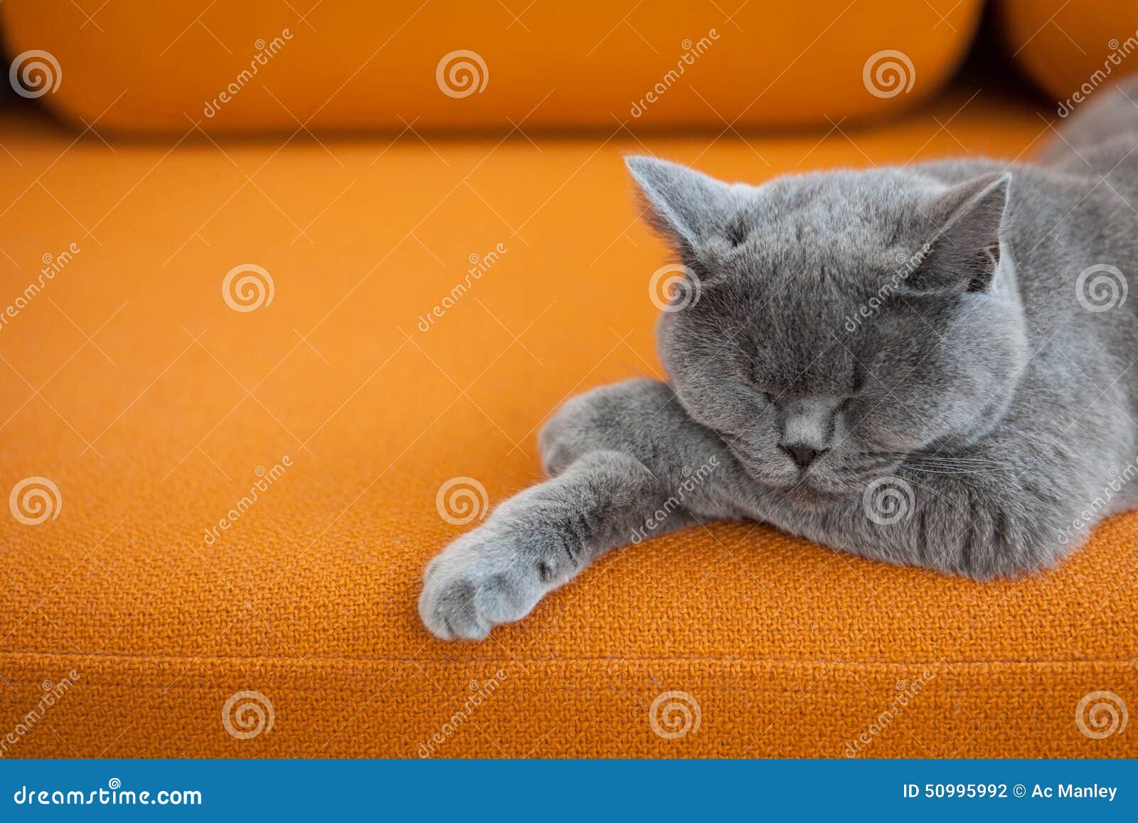 Cat napping stock photo. Image of domestic, animal, couch - 50995992