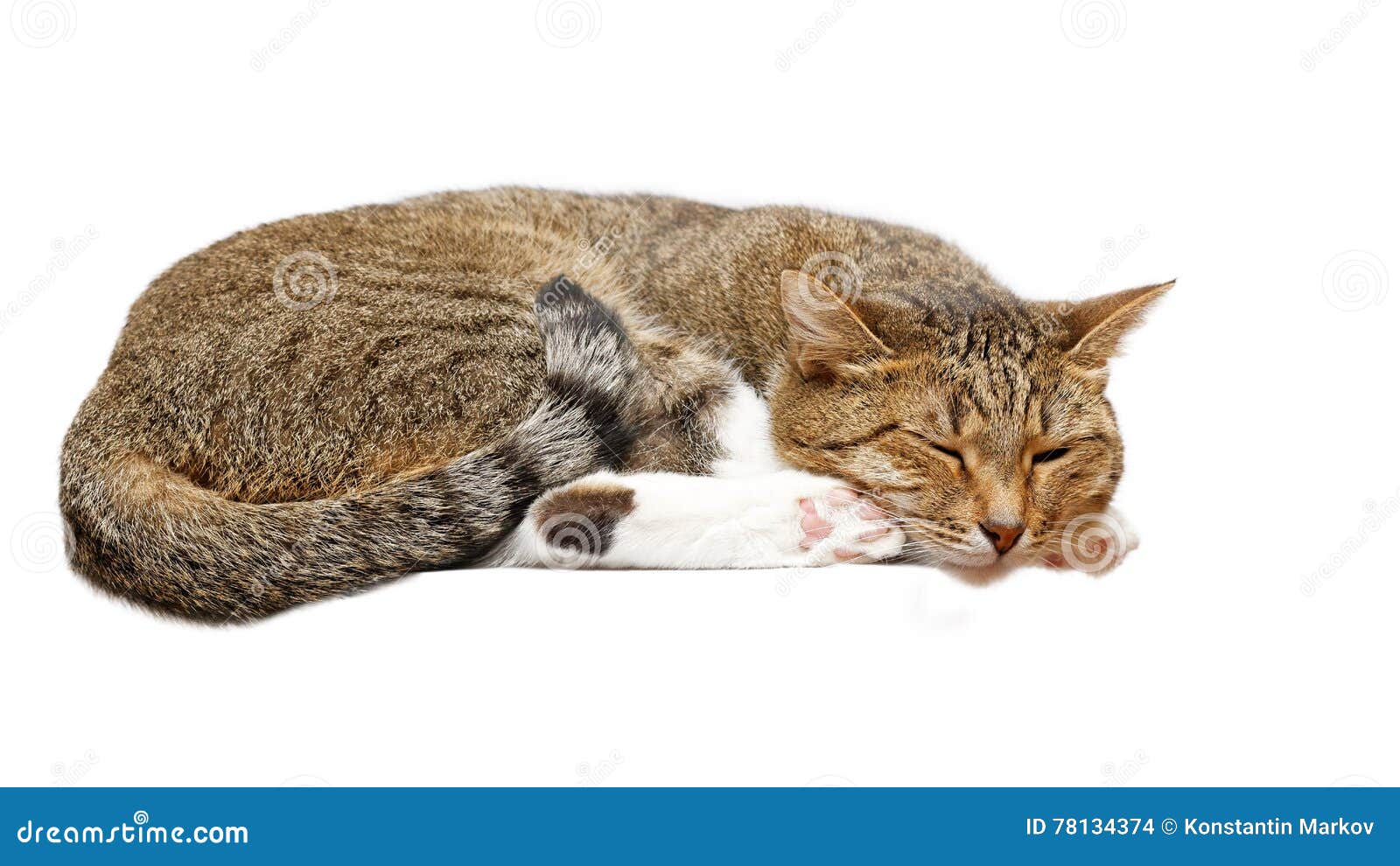 Cat napping. stock photo. Image of curiosity, pets, closeup - 78134374