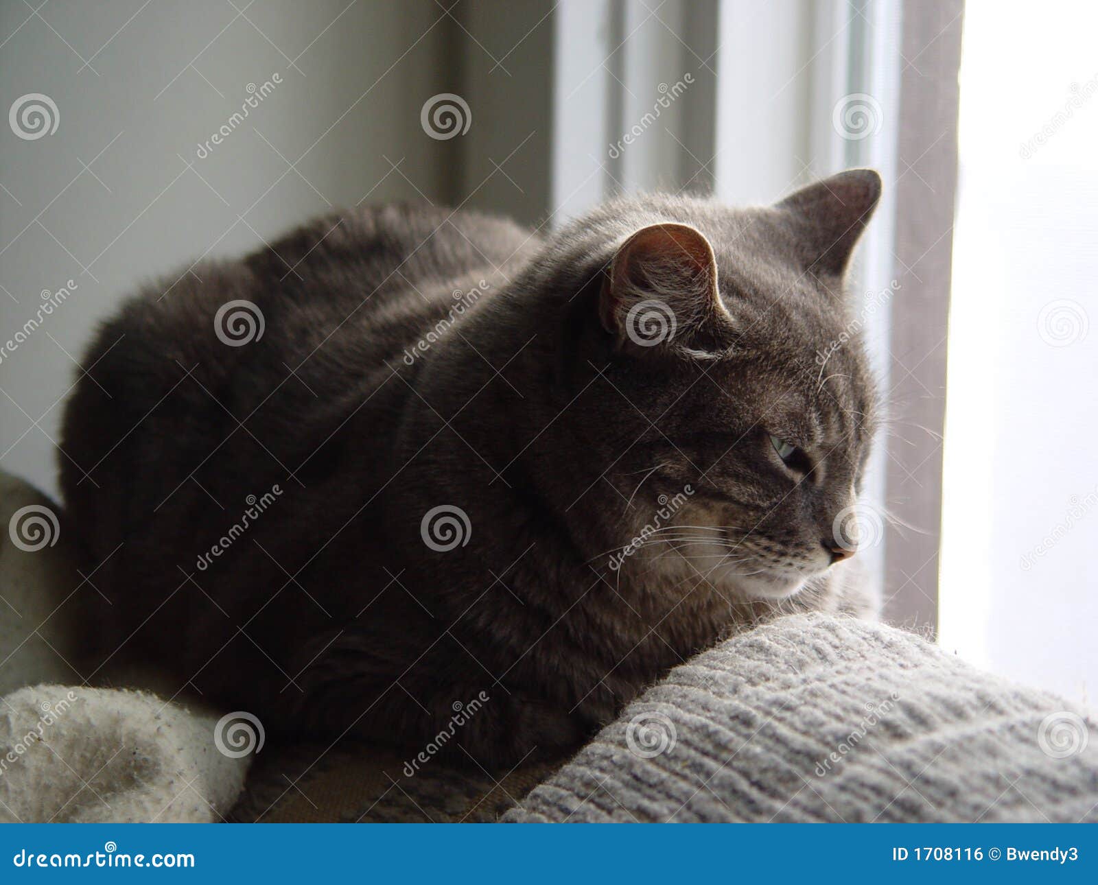 Cat napping near a window stock photo. Image of wildlife - 1708116
