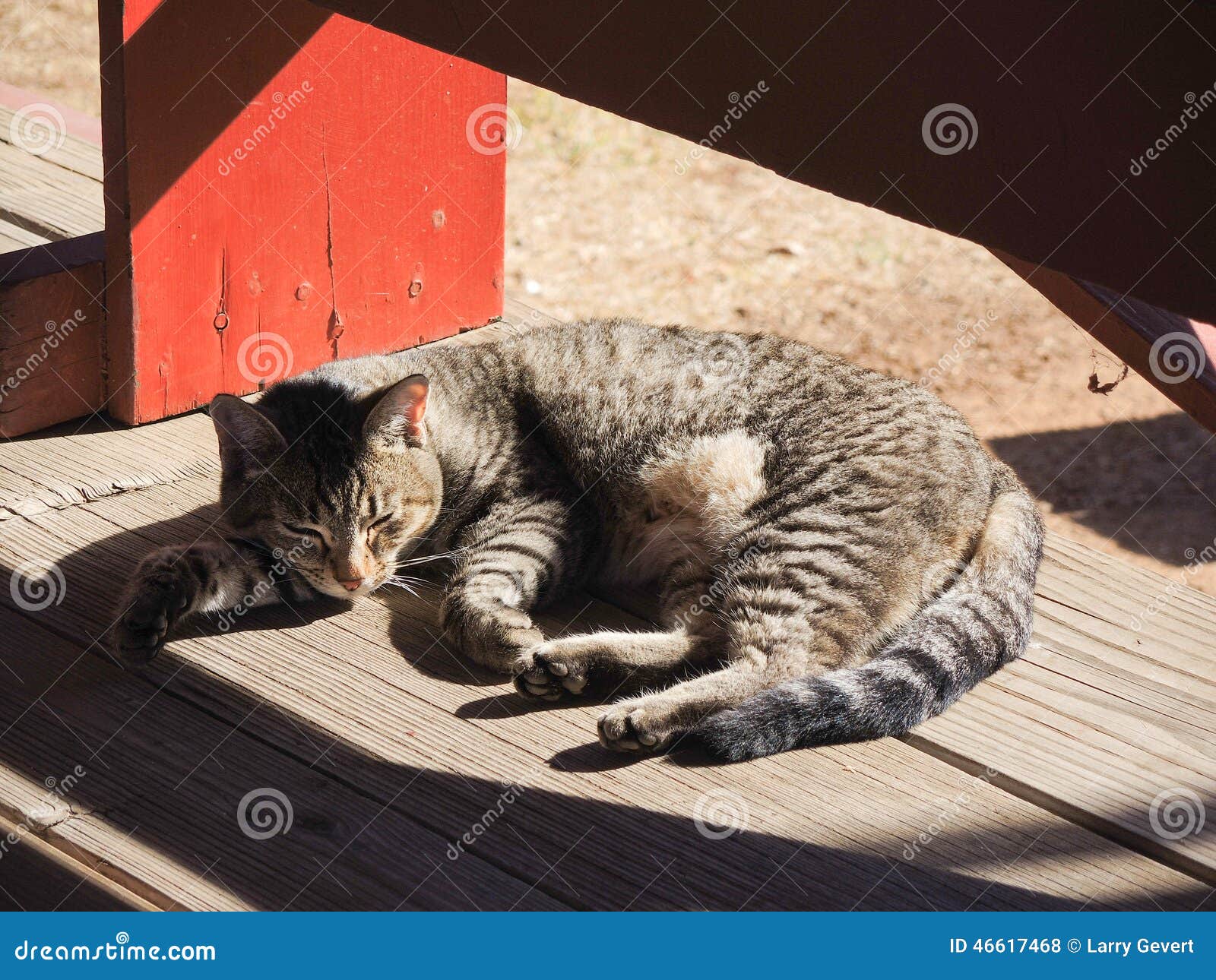 Cat napping stock photo. Image of fuzzy, adorable, meow - 46617468