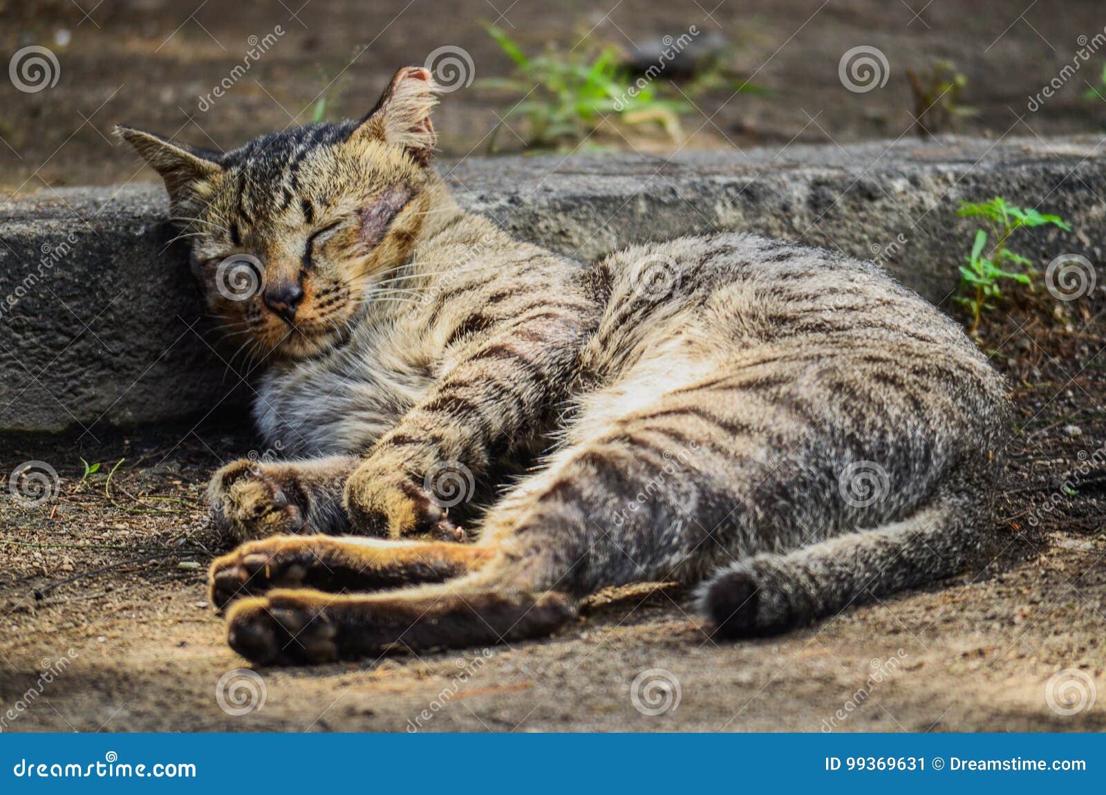Cat Napping stock image. Image of mammal, cute, comfortable - 99369631