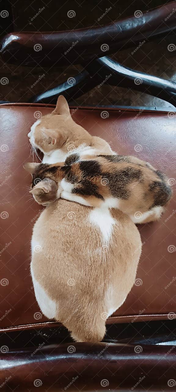 Cat-napping in the Mom S Back Stock Image - Image of understand, sleep ...