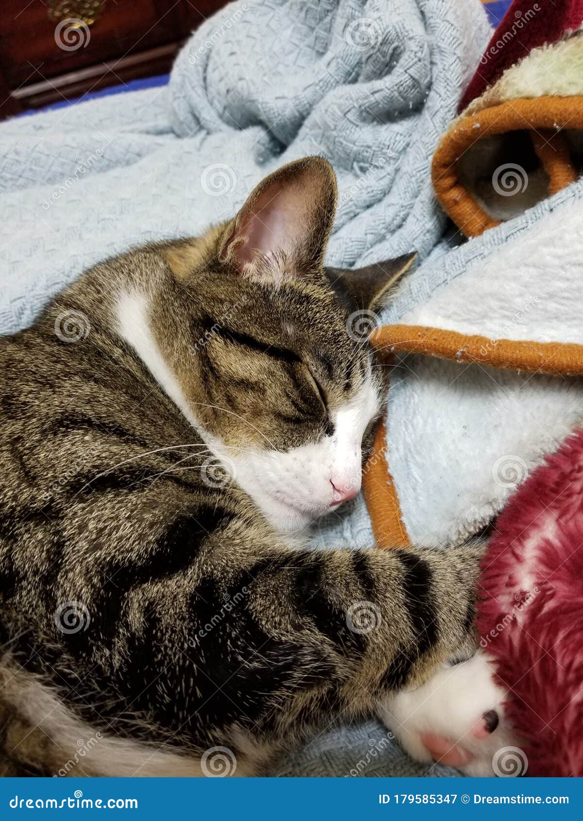 Cat Naps on Fluffy Blankets Stock Image - Image of kitten, head: 179585347