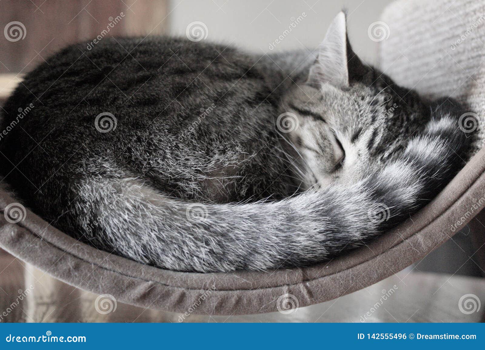 Cat Naps stock photo. Image of sleeping, kitten, naps - 142555496