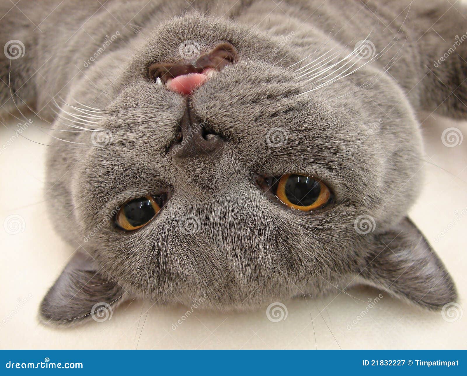 Cat in narcosis stock image. Image of moggie, animal - 21832227