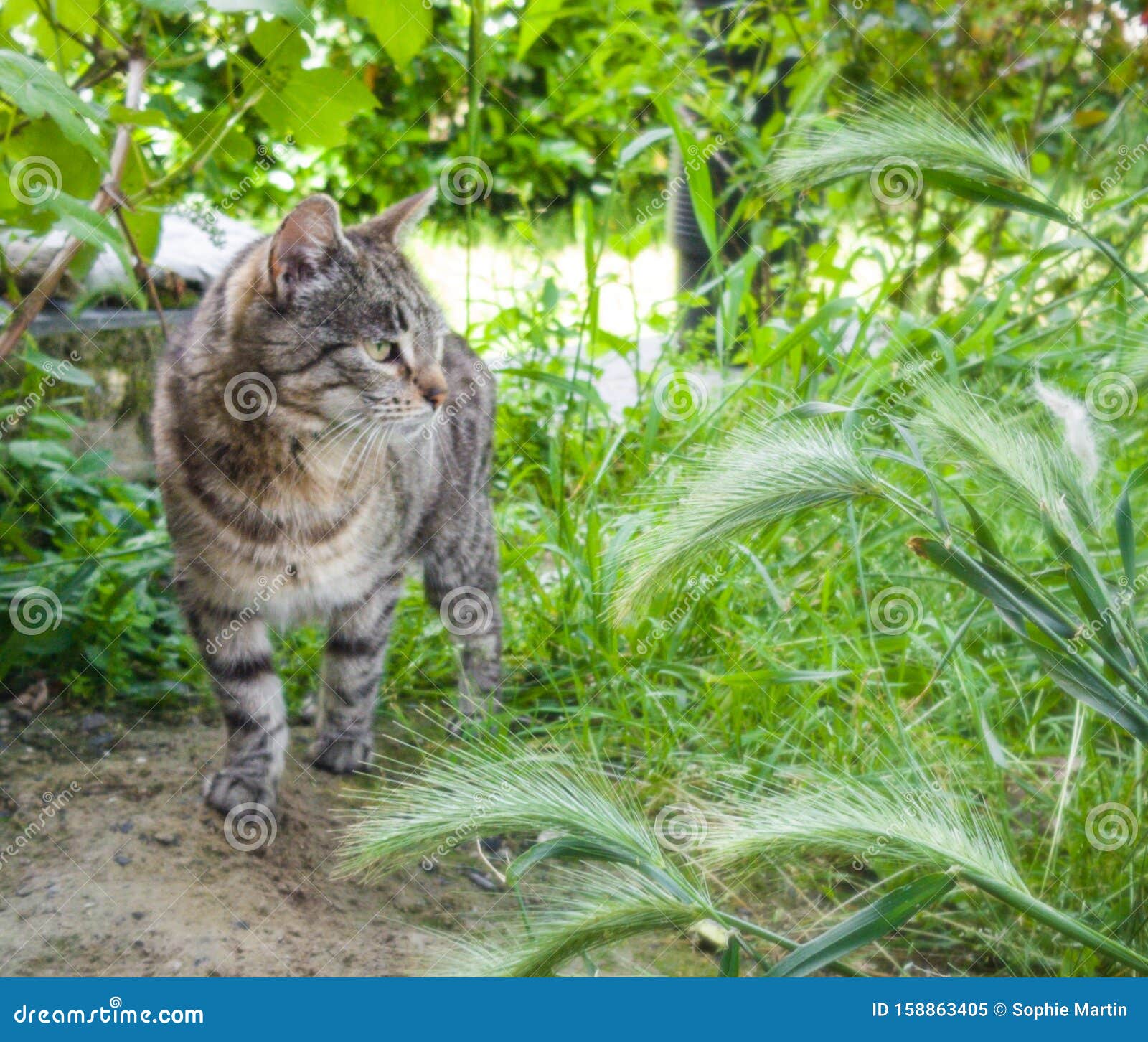 Cat in nature stock image. Image of forest, wildlife - 158863405