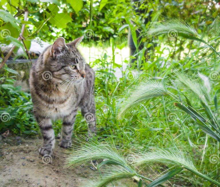 Cat in nature stock image. Image of forest, wildlife - 158863405