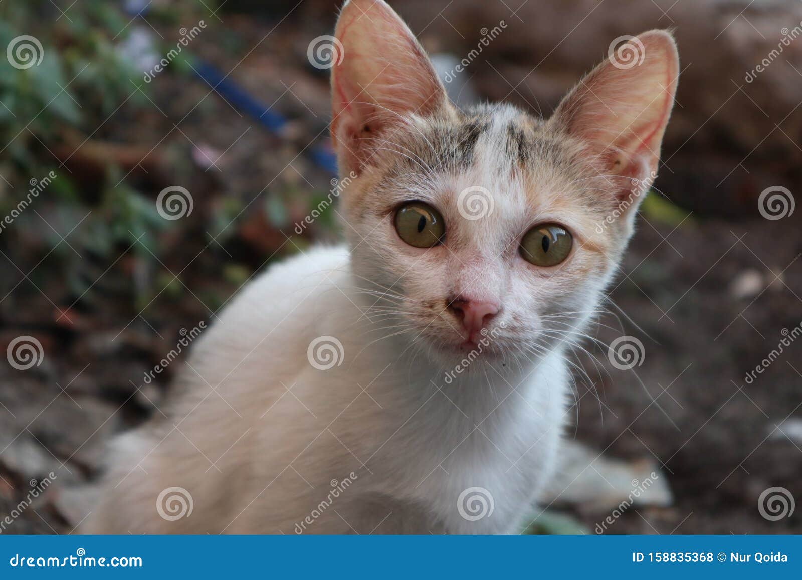Only a cat stock photo. Image of funny, native, cats - 158835368